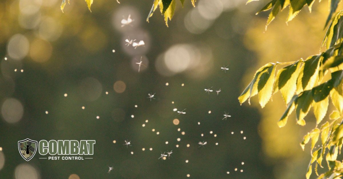 6 Spring Pests To Watch Out For