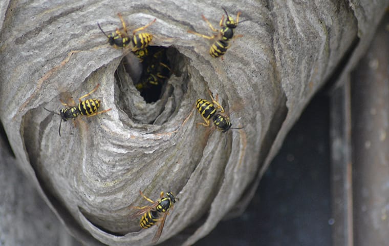 Effective Strategies For Yellow Jacket Control: Expert Advice For ...