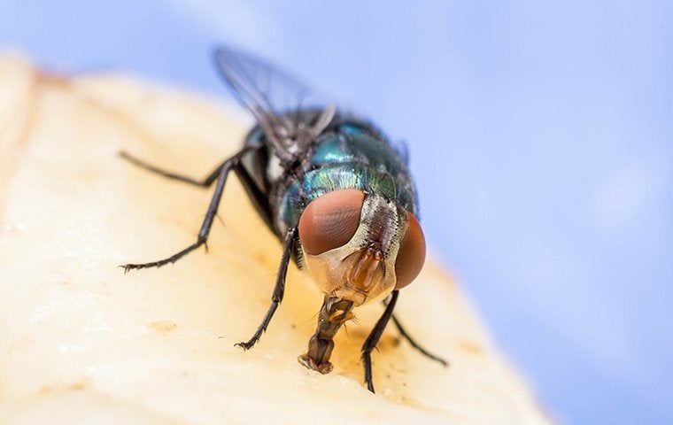 Fly Prevention 101: How To Keep Your Plymouth Home Fly-Free | Combat ...